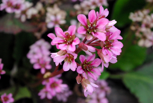 Spring Flower France 01 © French Moments - French Moments